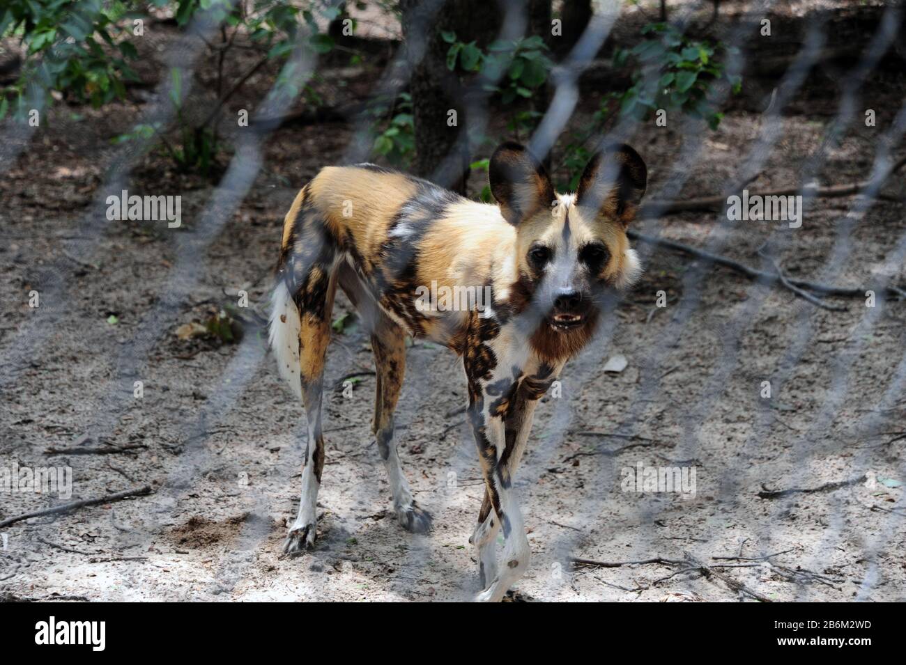 Simbabwe. 18th Feb, 2020. "Painted Dog Conservancy" in Zimbabwe ...