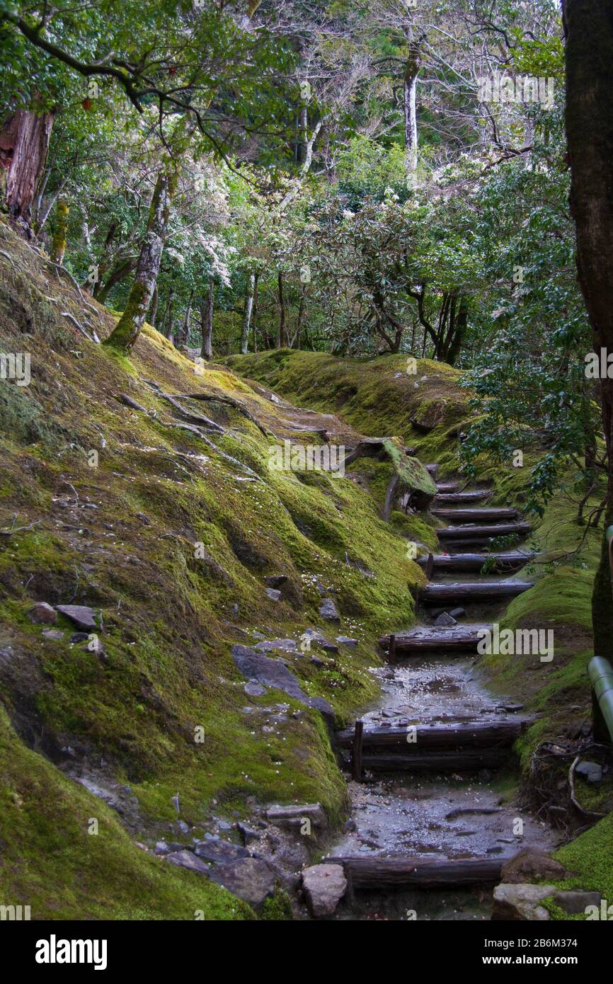 Moss Garden stepped pathway Stock Photo - Alamy