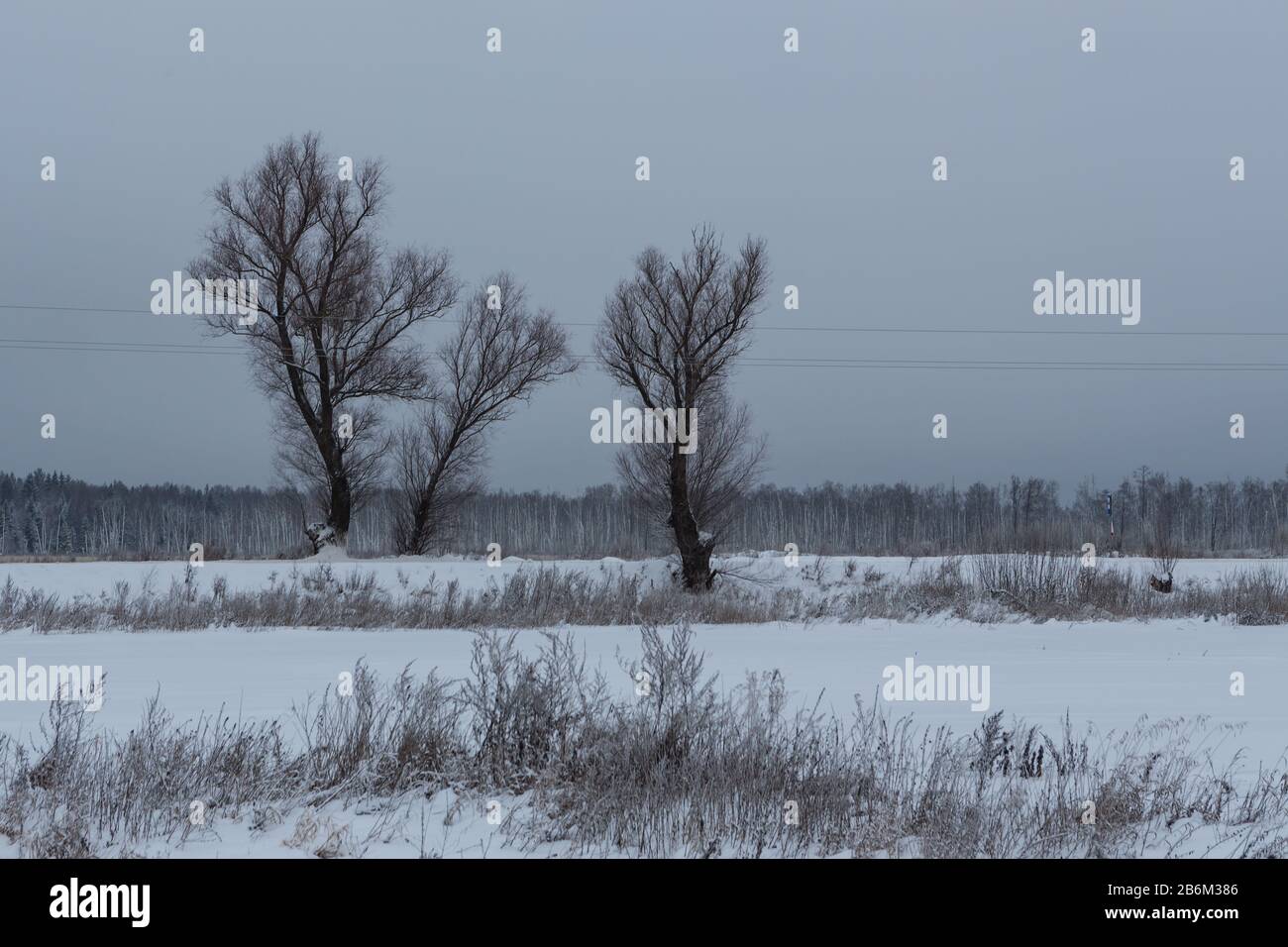 Old elms hi-res stock photography and images - Alamy