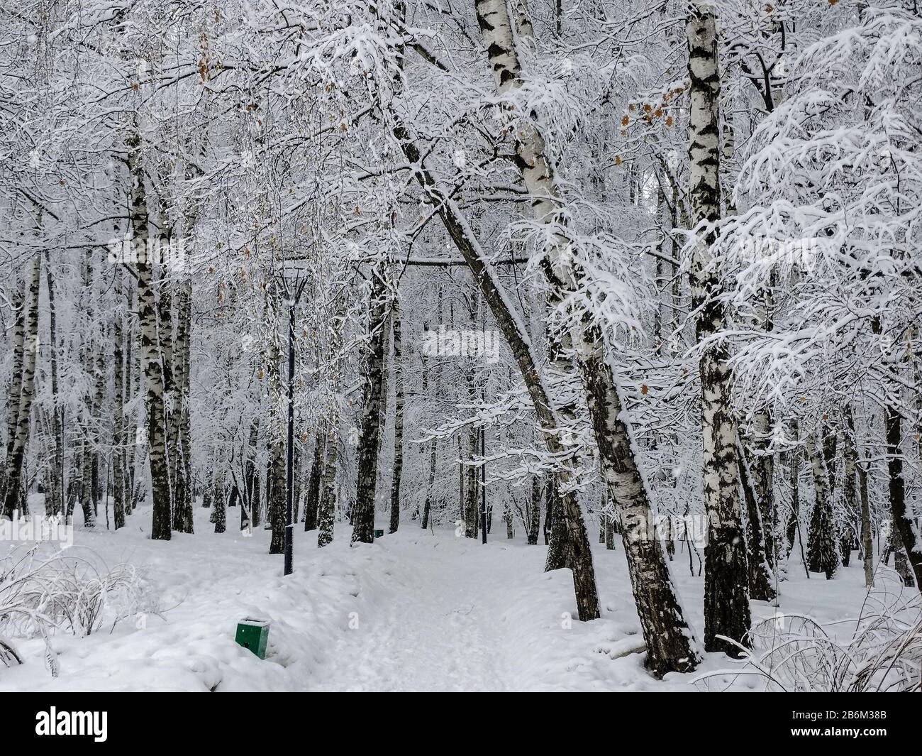 snow lace on branches of trees after a heavy snowfall Stock Photo - Alamy