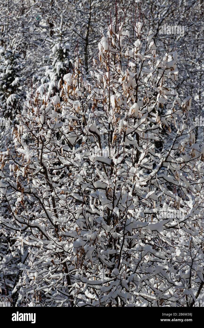 snow lace on branches of trees after a heavy snowfall Stock Photo - Alamy