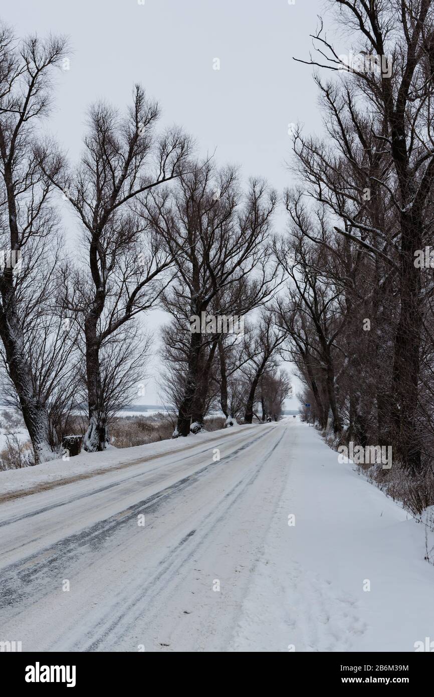 Old elms hi-res stock photography and images - Alamy
