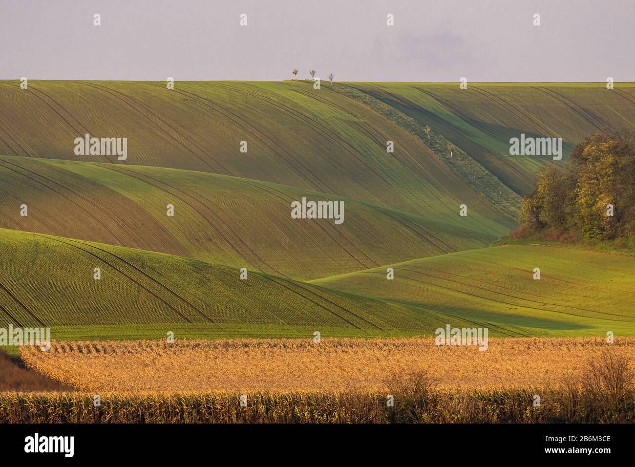 Bends and curves of fields on hills of Moravia, Czech Republic Stock ...