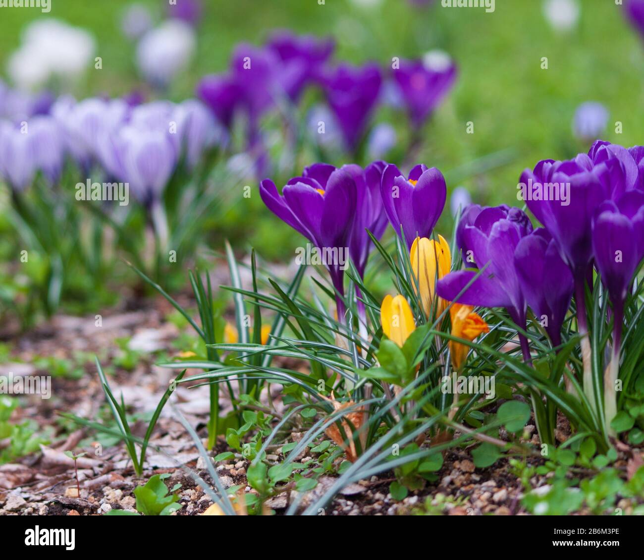 Japan spring flower crocus hi-res stock photography and images - Alamy