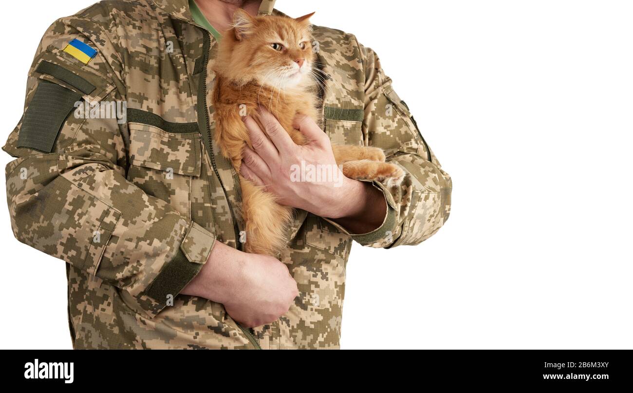 Cat In Army Uniform