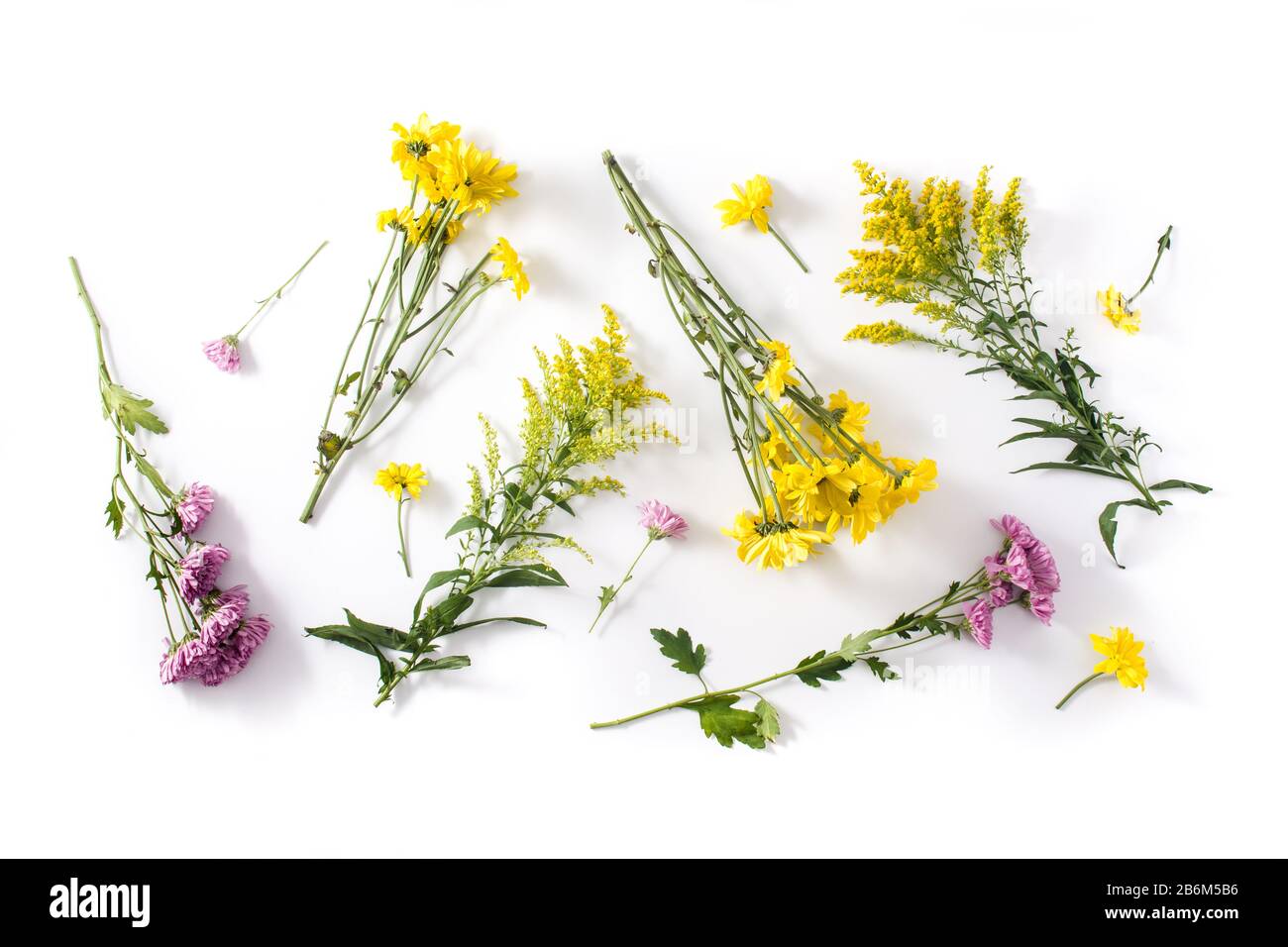 Different colorful flowers isolated on white background Stock Photo - Alamy