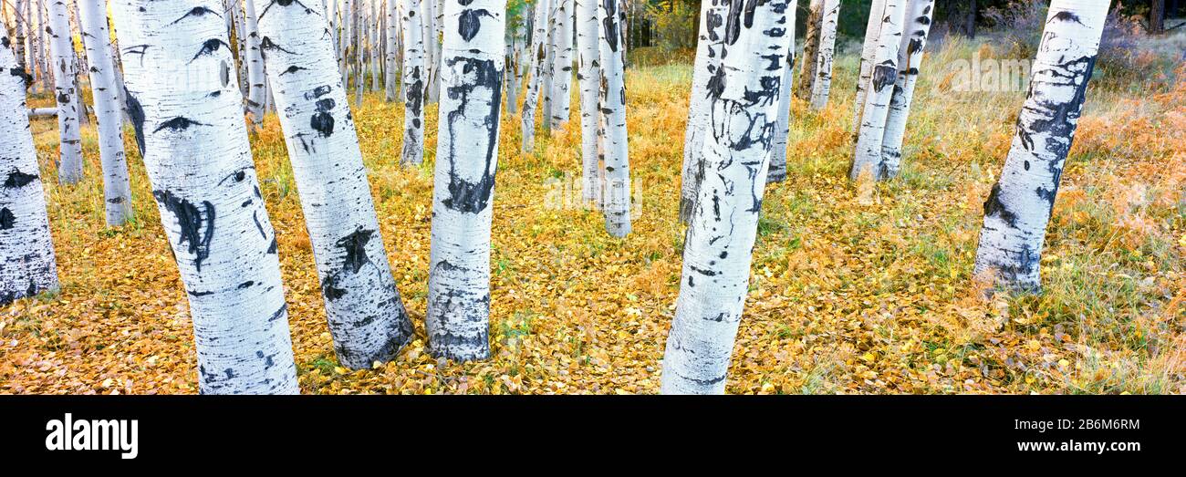 Aspen trees in a grove, Hart Prairie, Coconino National Forest, Arizona ...