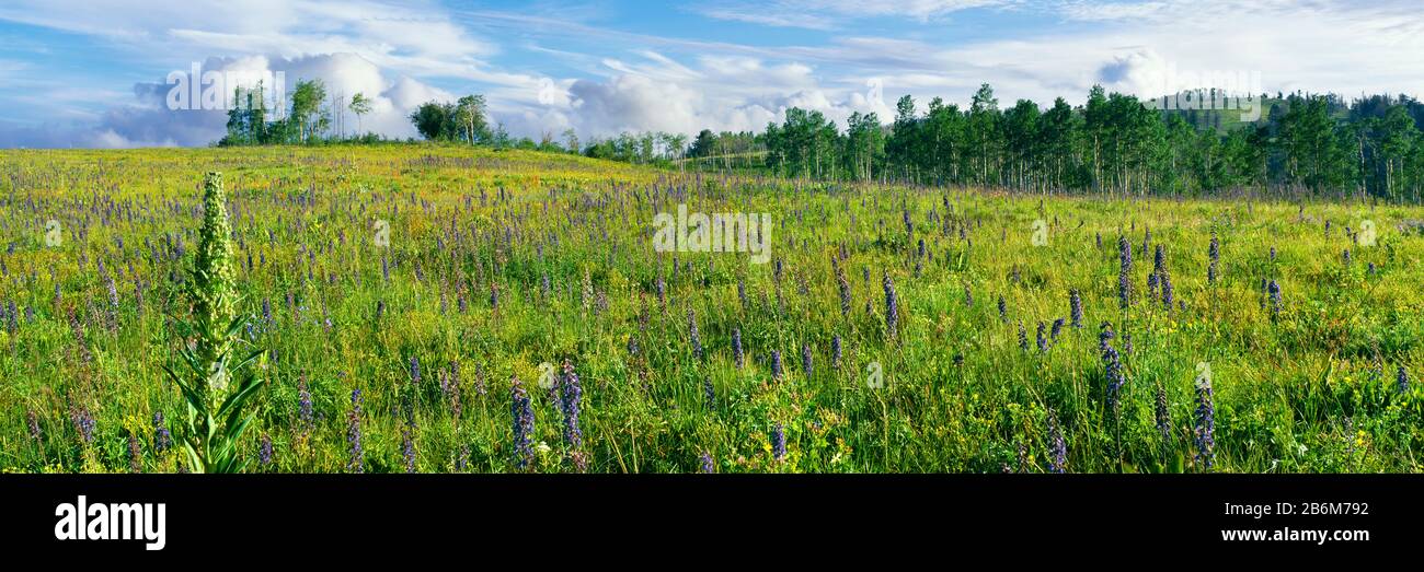 With field larkspur hi-res stock photography and images - Alamy