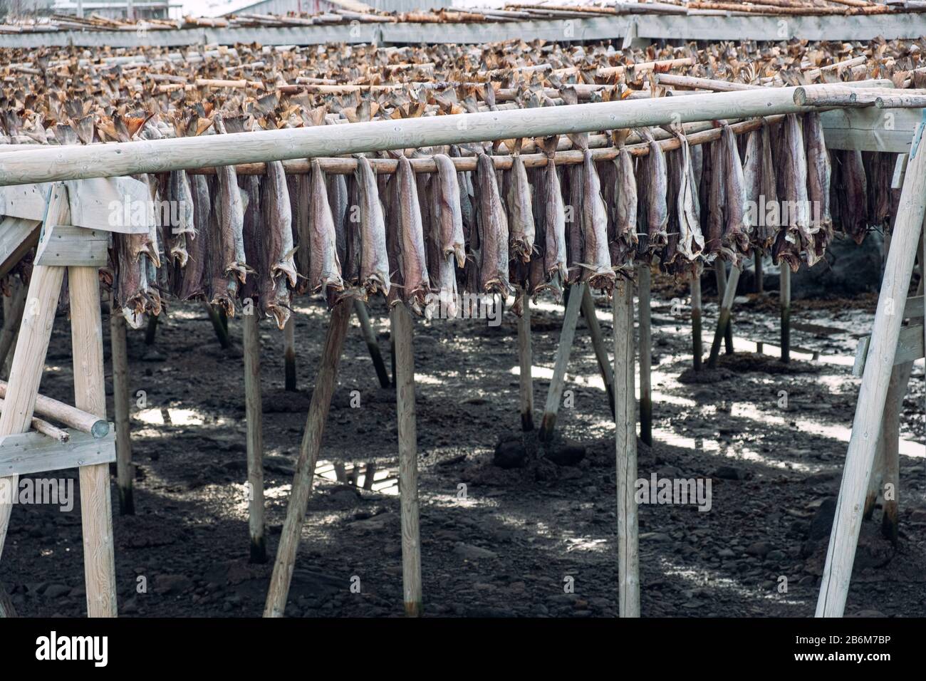 Cod fish headless drying on wooden racks in winter. Traditional food in ...