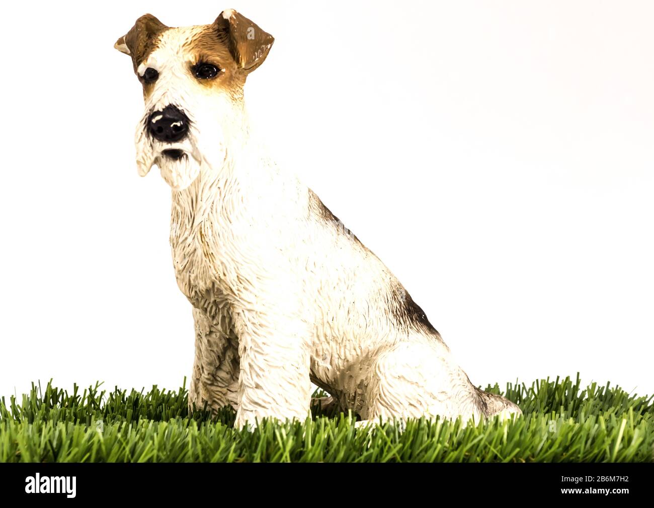Korthal griffon isolated on a green grass on a white background Stock ...
