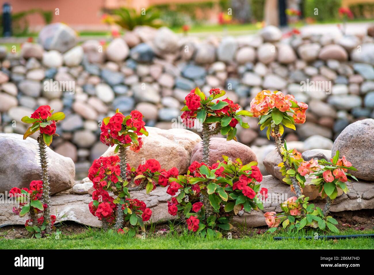 Red decorative flowers with sharp spikes growing in summer park Stock ...