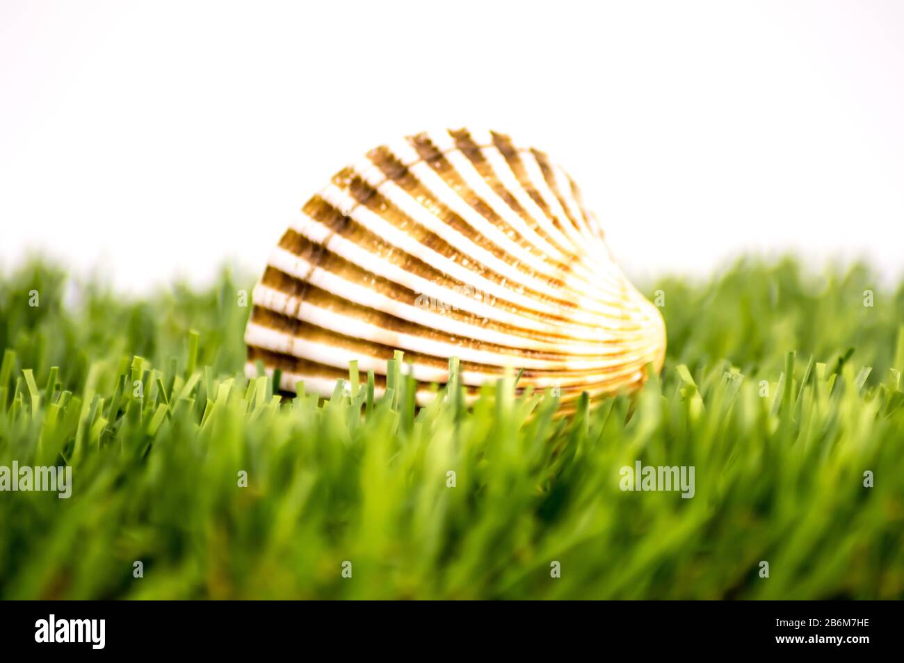 Sea shell on a green lawn and a white background Stock Photo - Alamy