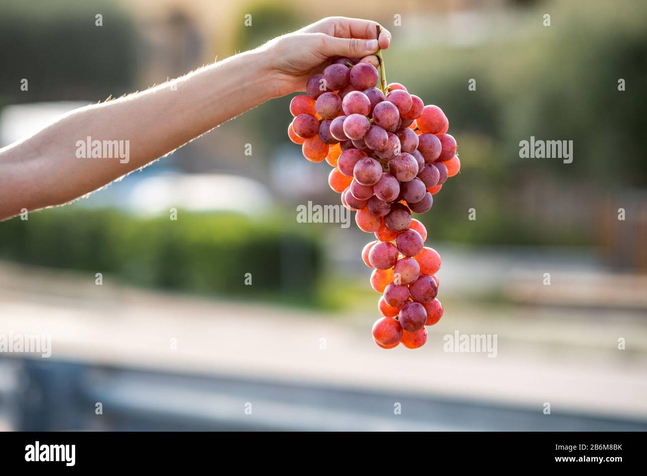 A woman holding big cluster of red juicy grapes in her hand Stock Photo ...