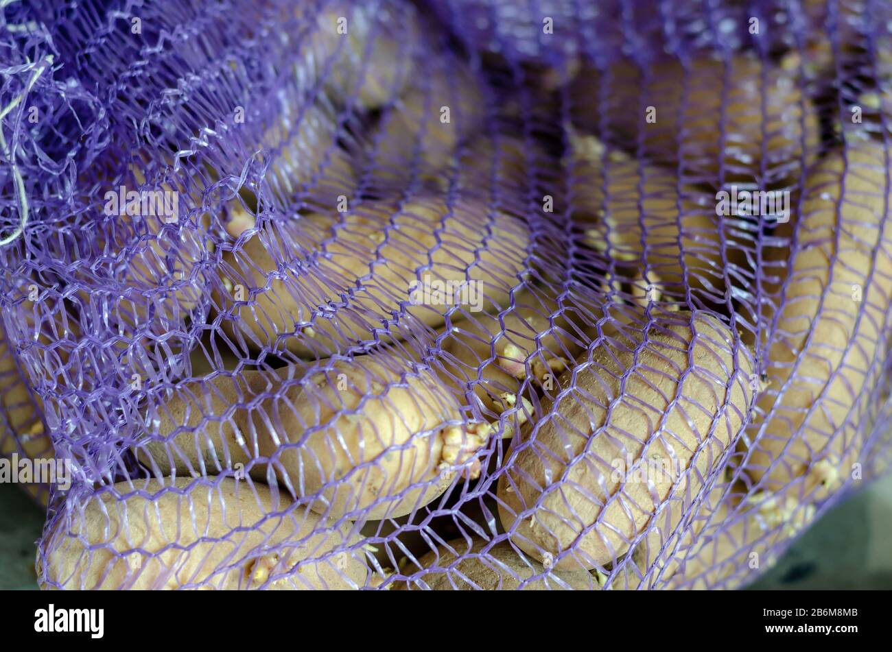 Shooting tuber hi-res stock photography and images - Alamy