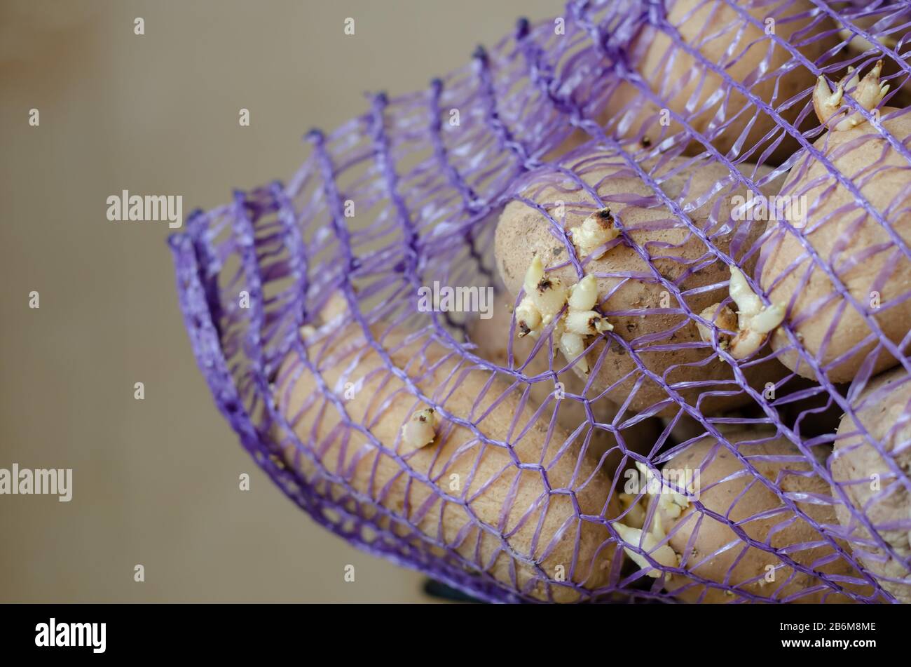 Little Potato Sprouts tangled in a nylon bag. Sprouted potatoes in a ...