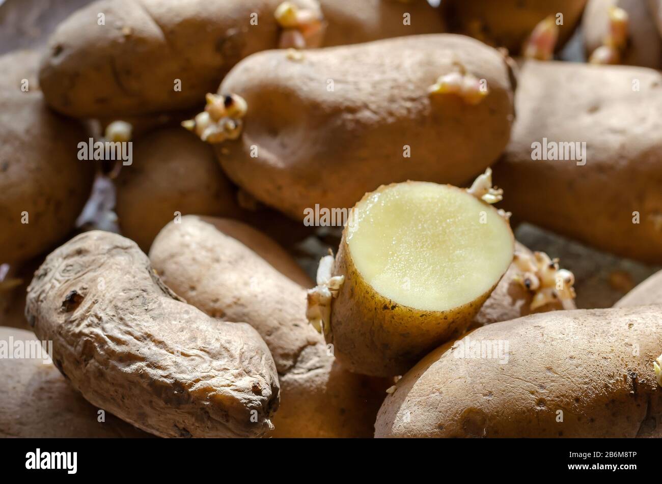 Two halves of cut potatoes. A pile of seed potatoes with sprouts ...