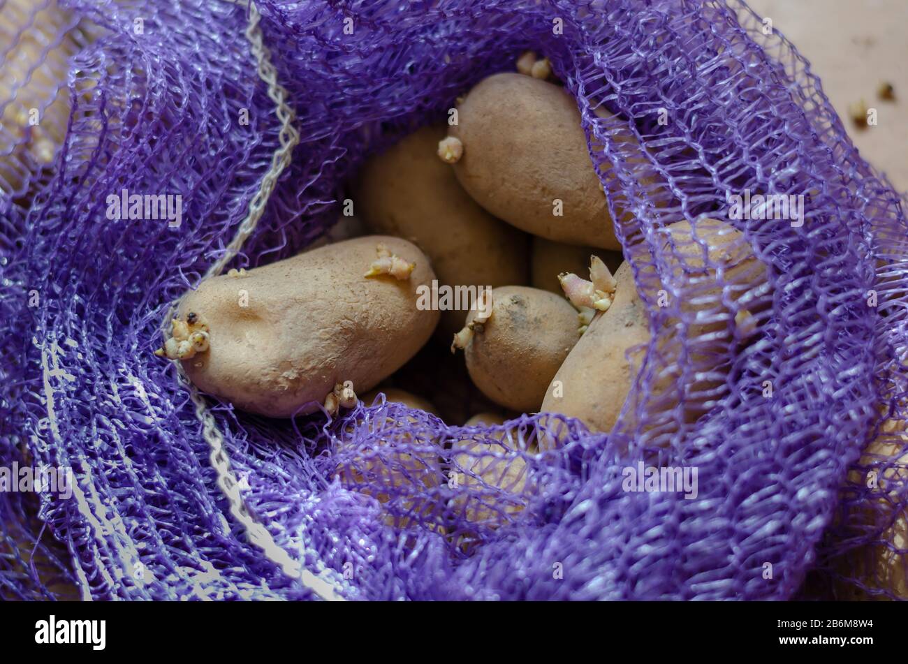 Potato sprout from root hi-res stock photography and images - Alamy