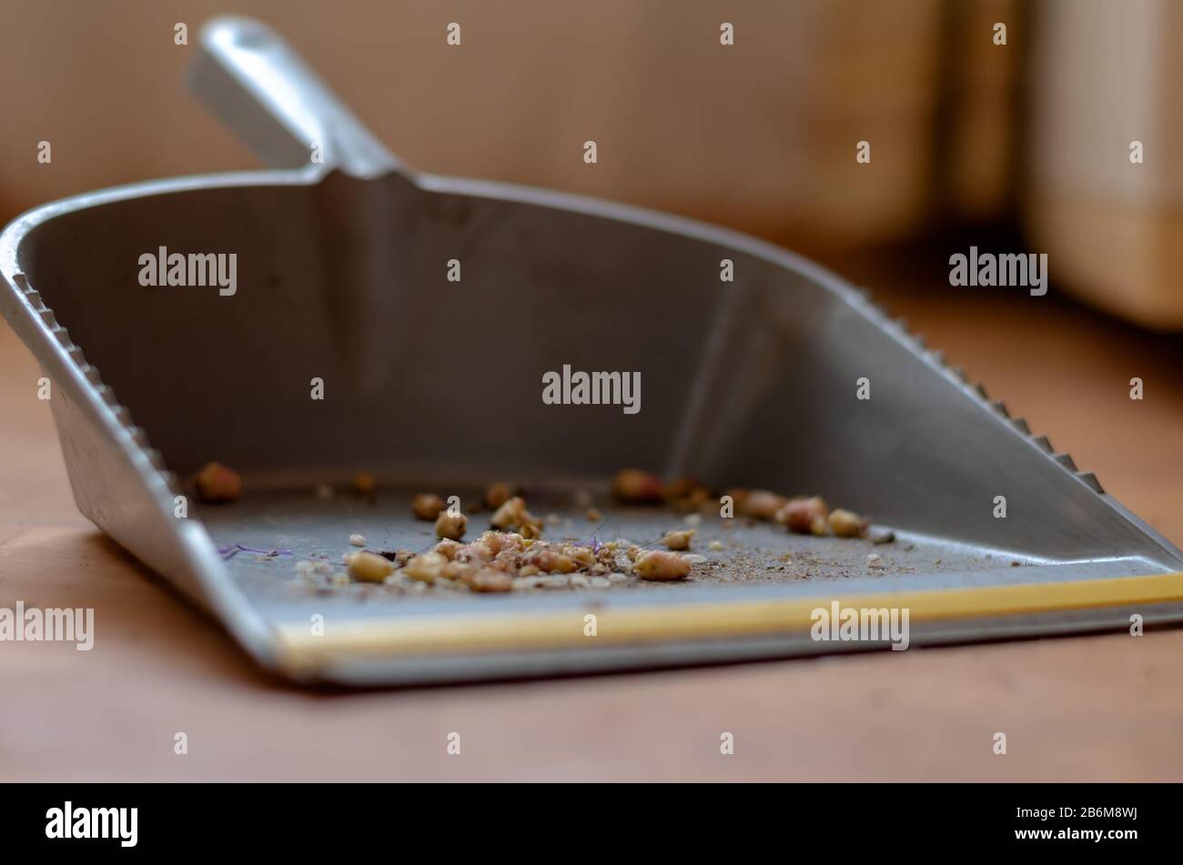 Gray scoop with garbage close up. Used plastic dustpan with domestic ...