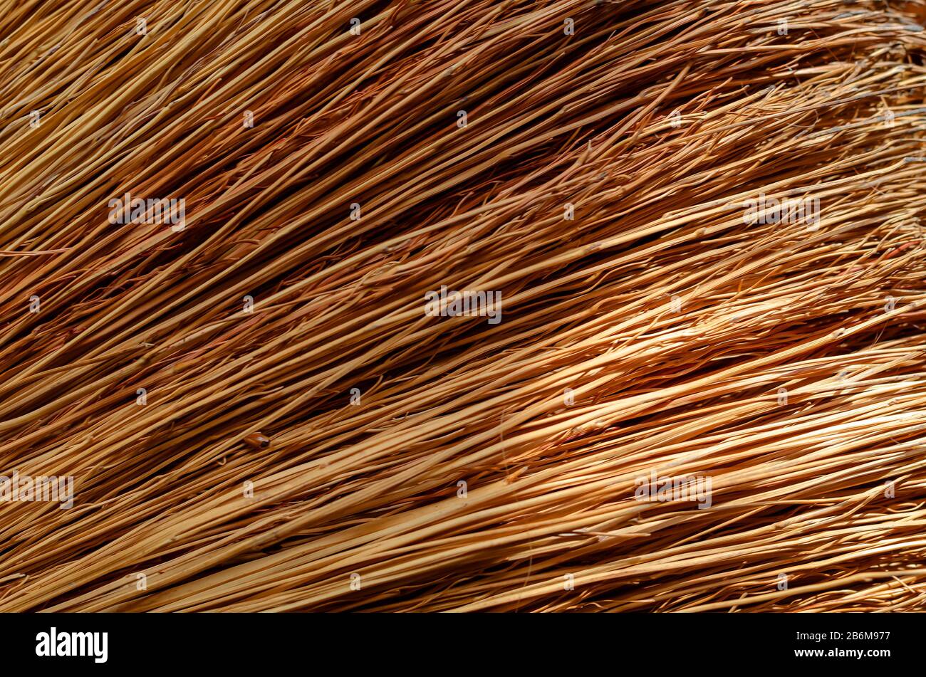 Dry stalks of grass in the sun. Thin stalks of millet background ...
