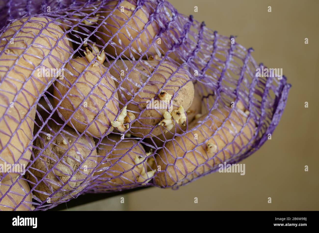 Root crops with small sprouts. Preparing for spring field work. Side ...