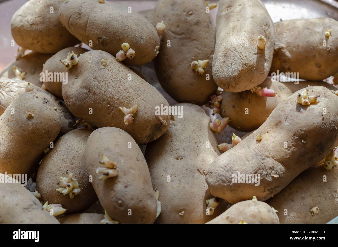 A pile of seed potatoes with sprouts. Potato sprouts background. Dirty ...