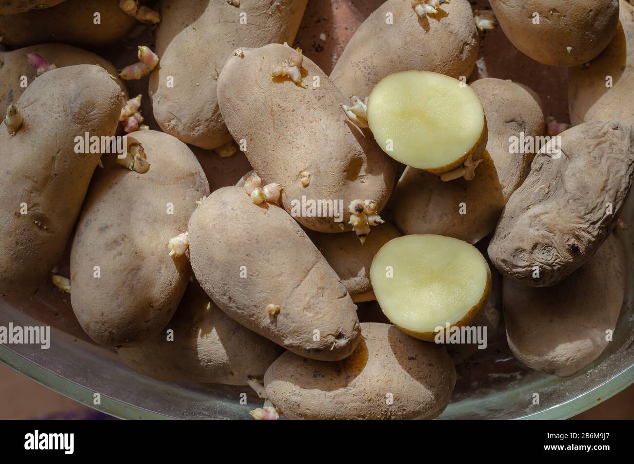 Preparing seed potato hi-res stock photography and images - Alamy