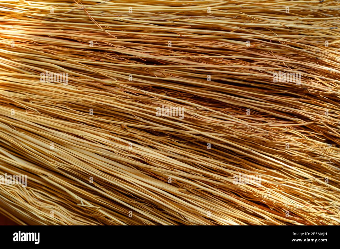 The dry stalks of cereal plants hi-res stock photography and images - Alamy