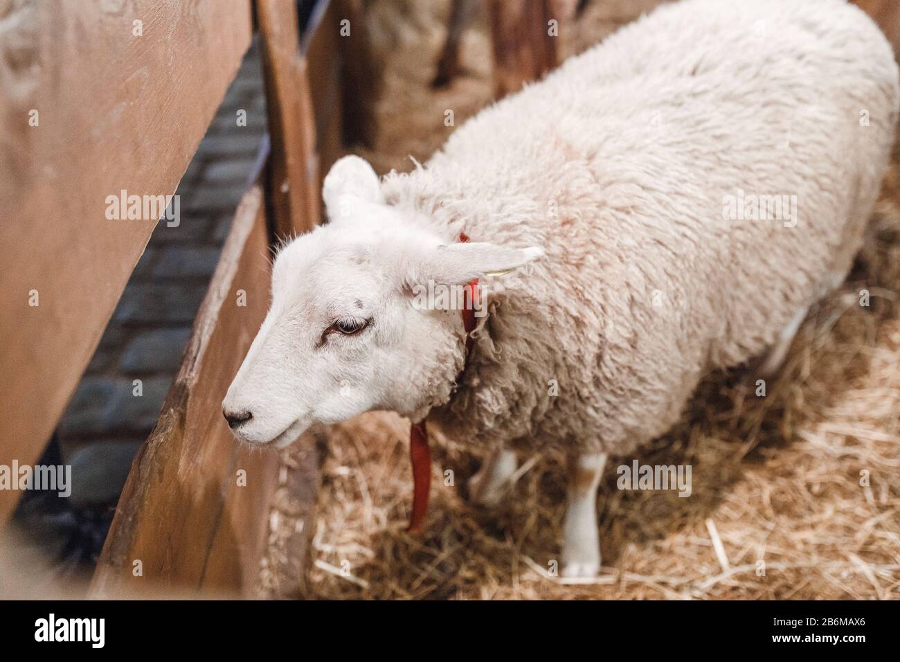 Ram behind a ewe hi-res stock photography and images - Alamy