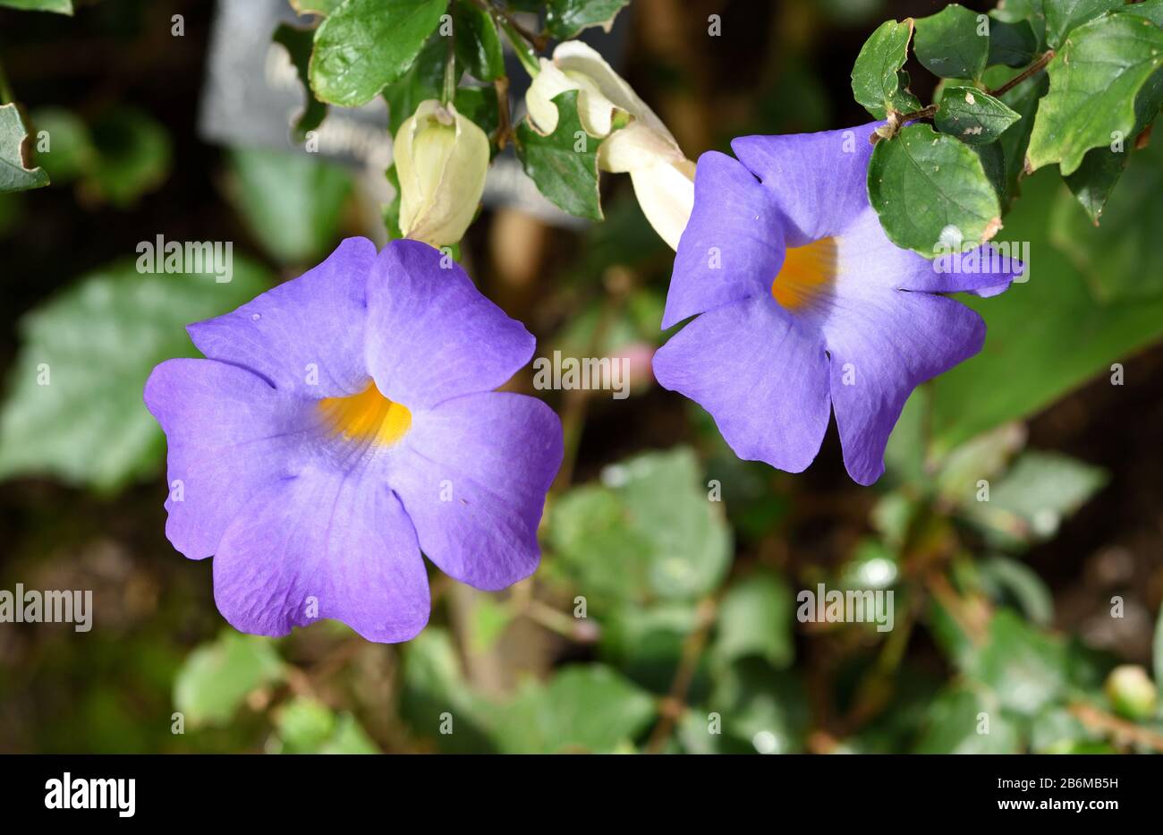 Flowers of the Blue Clock Vine Stock Photo - Alamy