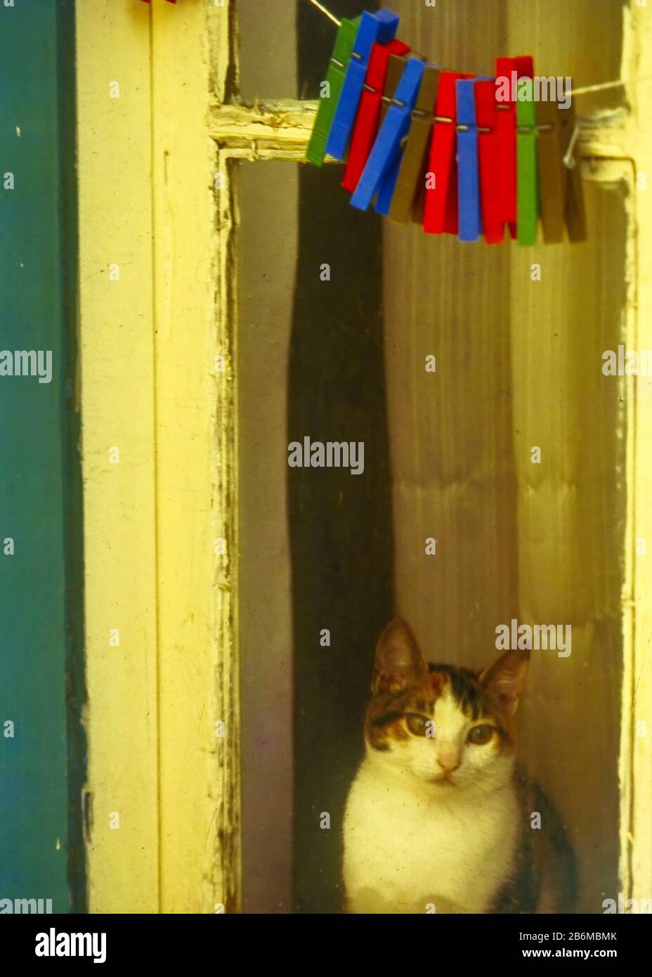 Cretan Cat High Resolution Stock Photography and Images - Alamy