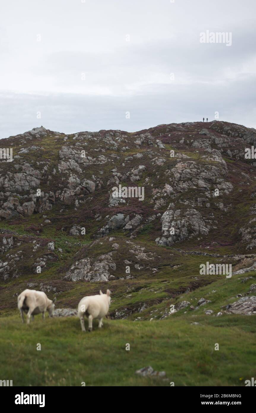 Scottish grassland landscape hi-res stock photography and images - Alamy