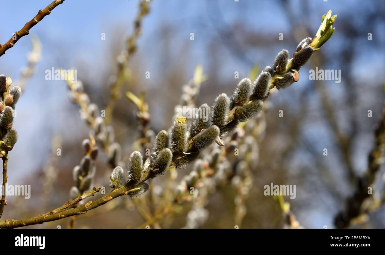 Spring catkins flowering willow hi-res stock photography and images - Alamy