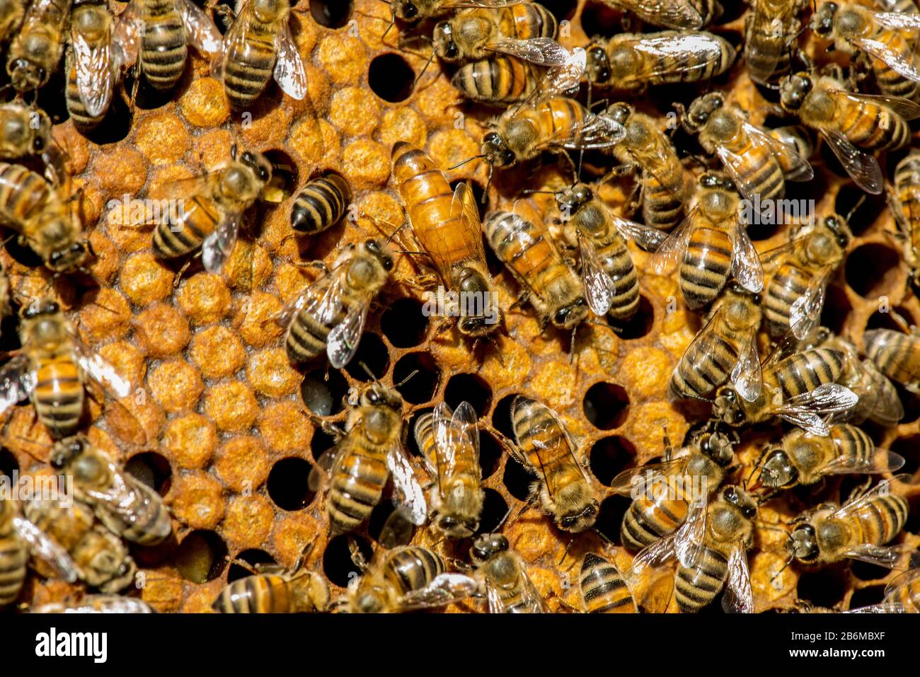 Queen bee hive close hi-res stock photography and images - Alamy