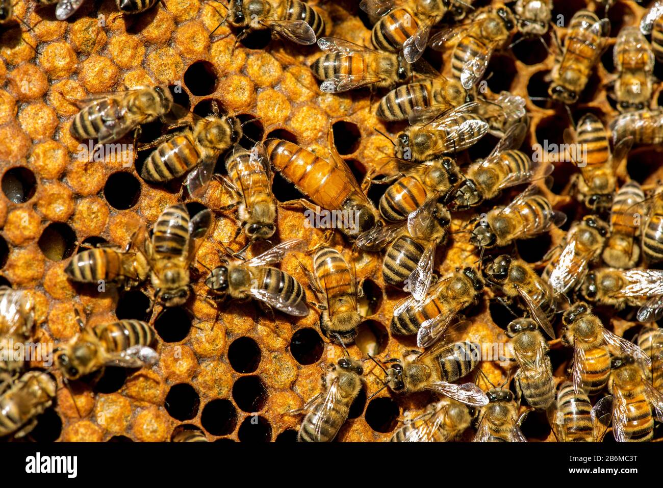 The queen bee swarm - selective focus Stock Photo - Alamy