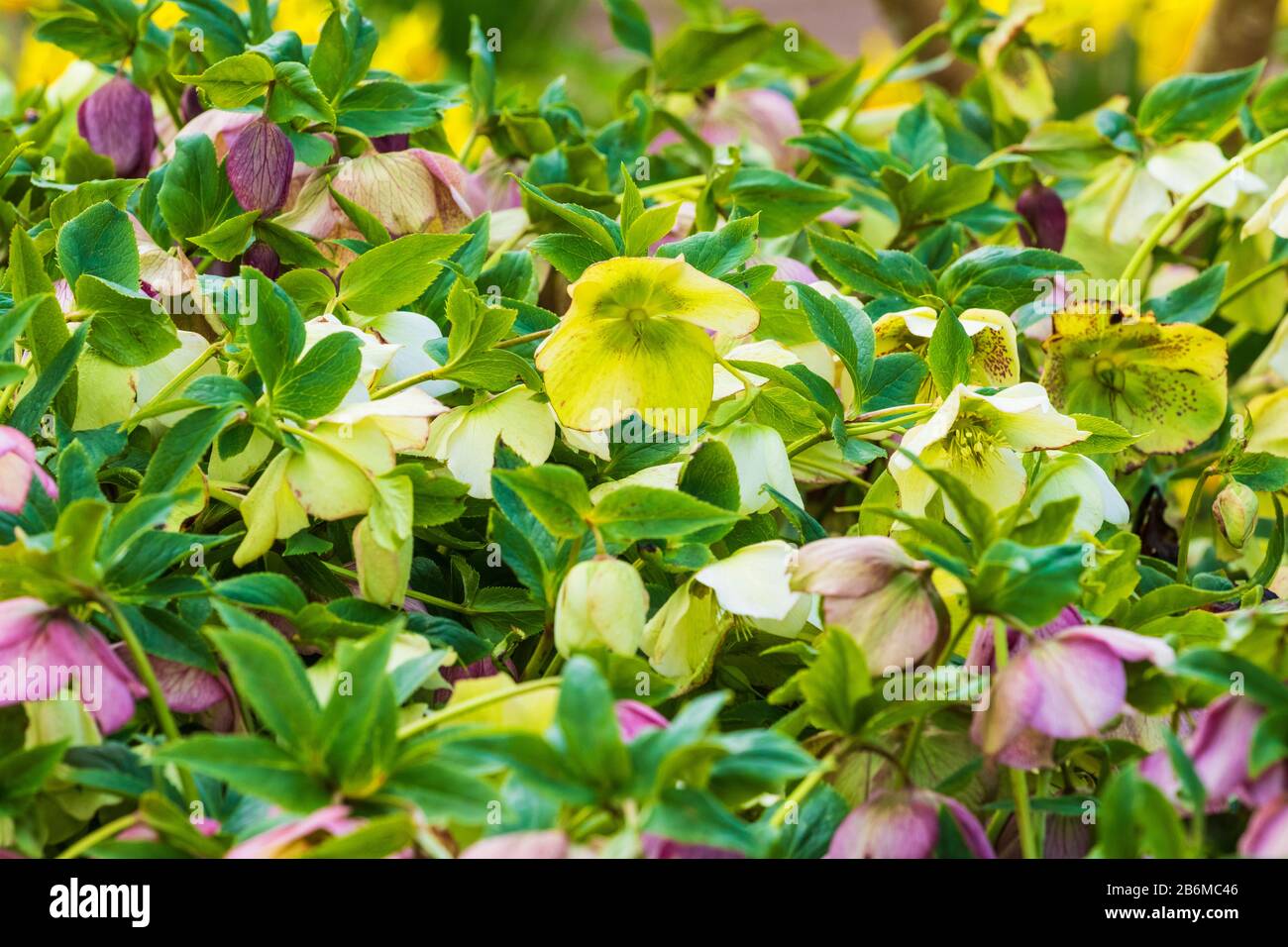 Lenten roses hi-res stock photography and images - Alamy
