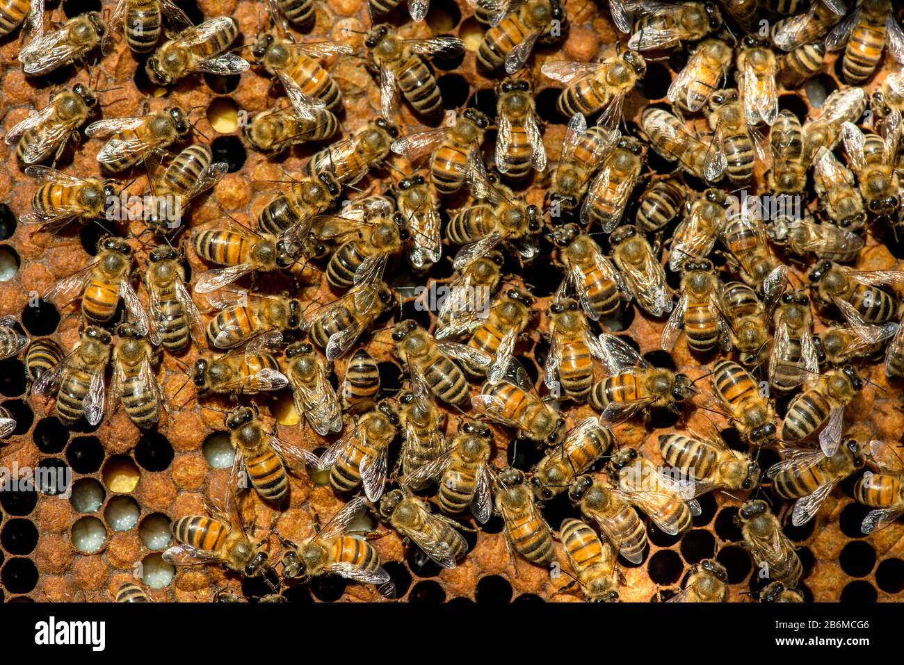 Queen bee detail apiculture hi-res stock photography and images - Alamy