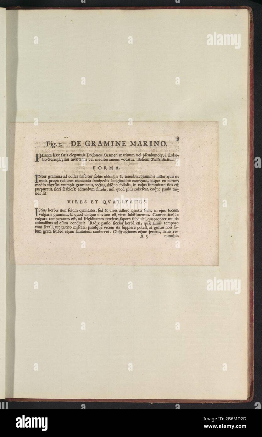 Gramine Stock Photos & Gramine Stock Images - Alamy