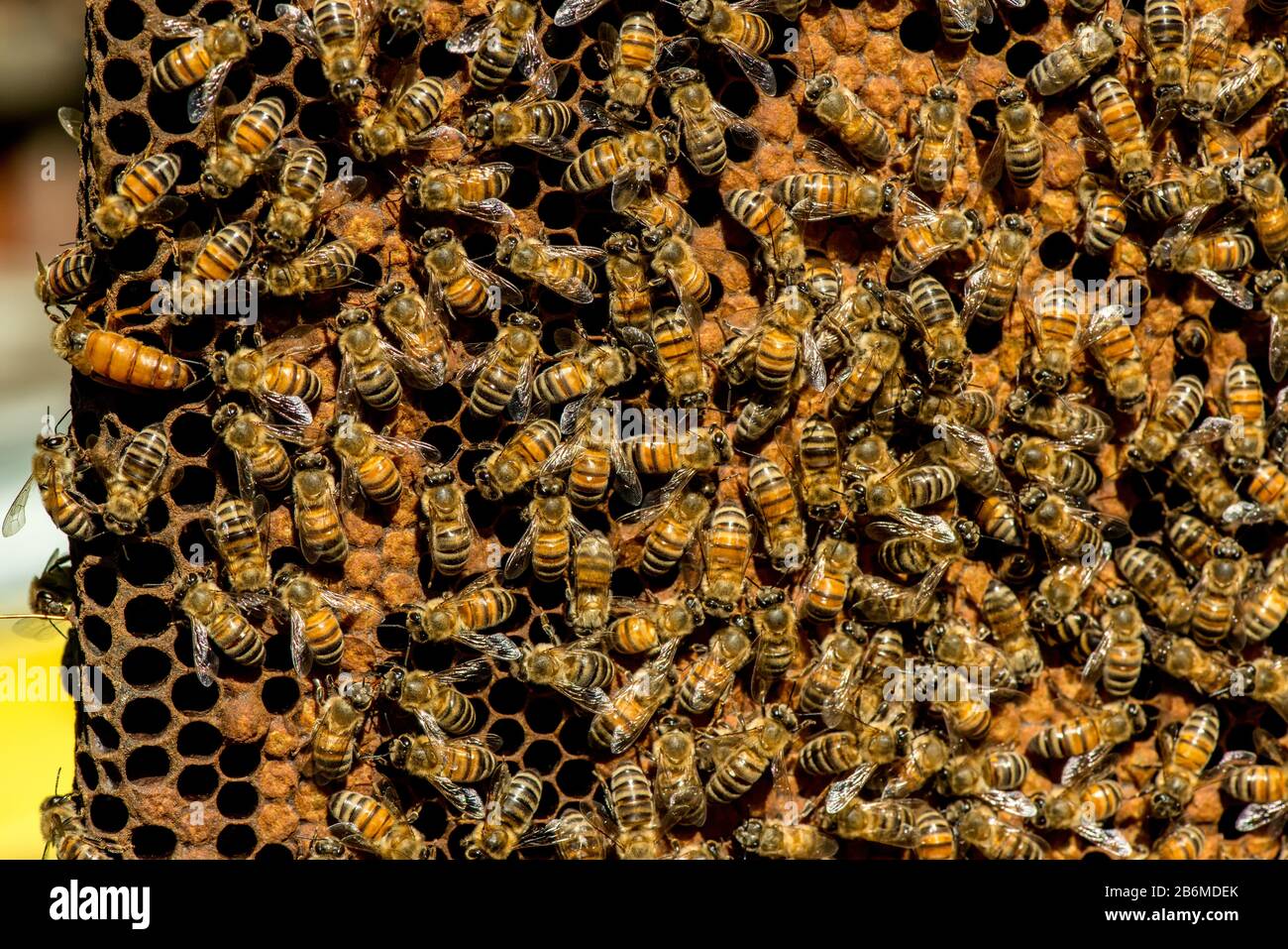 The queen bee swarm - selective focus Stock Photo - Alamy