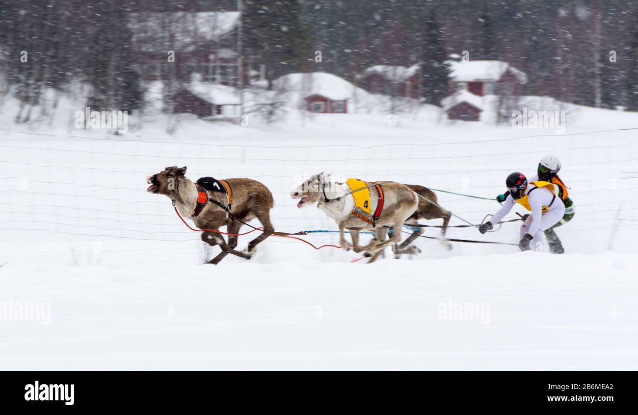 Reindeer race hi-res stock photography and images - Alamy