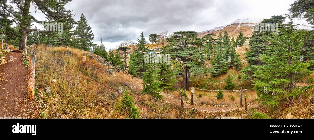 Lebanon forest hi-res stock photography and images - Alamy