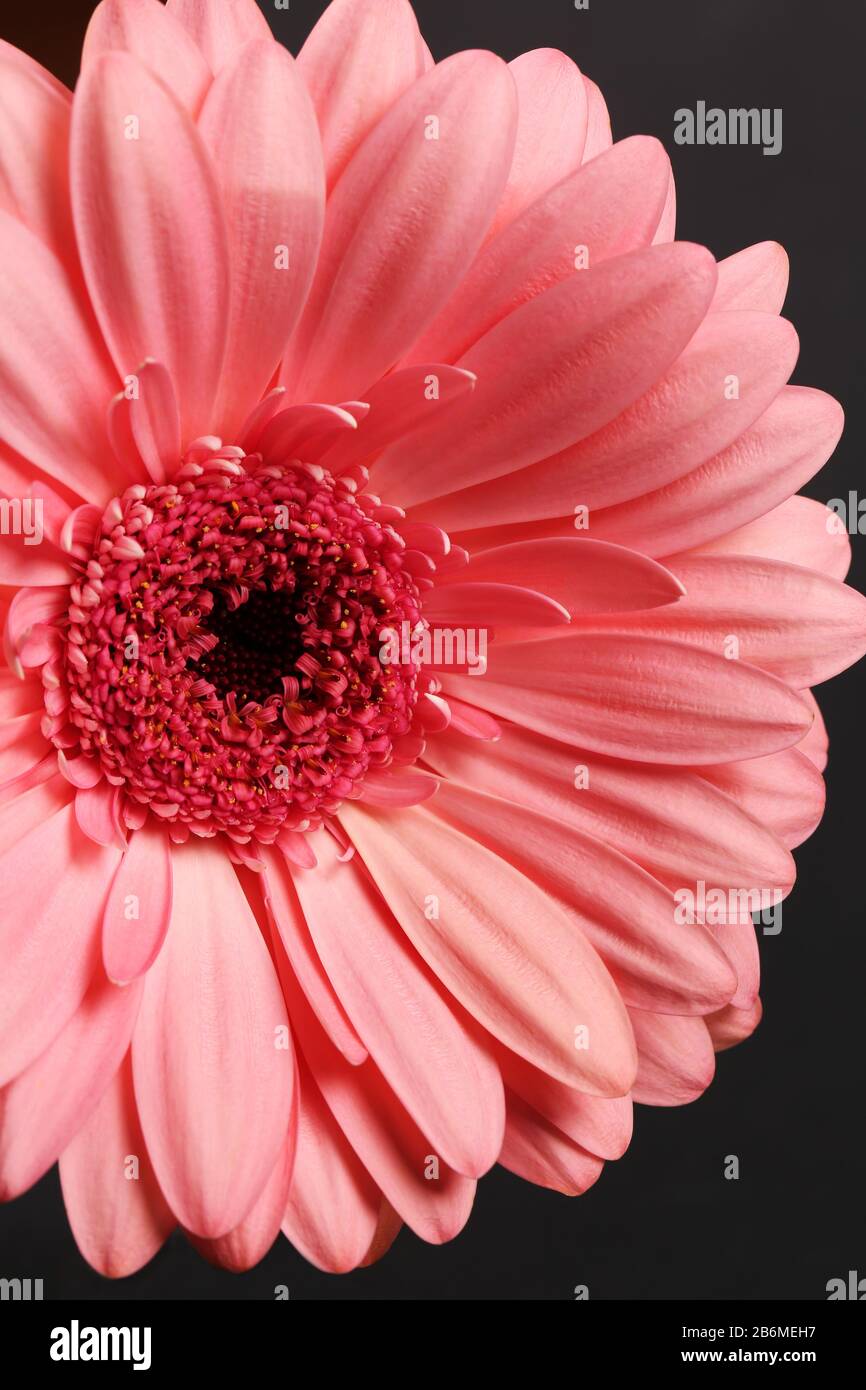 Gerbera macro hi-res stock photography and images - Alamy