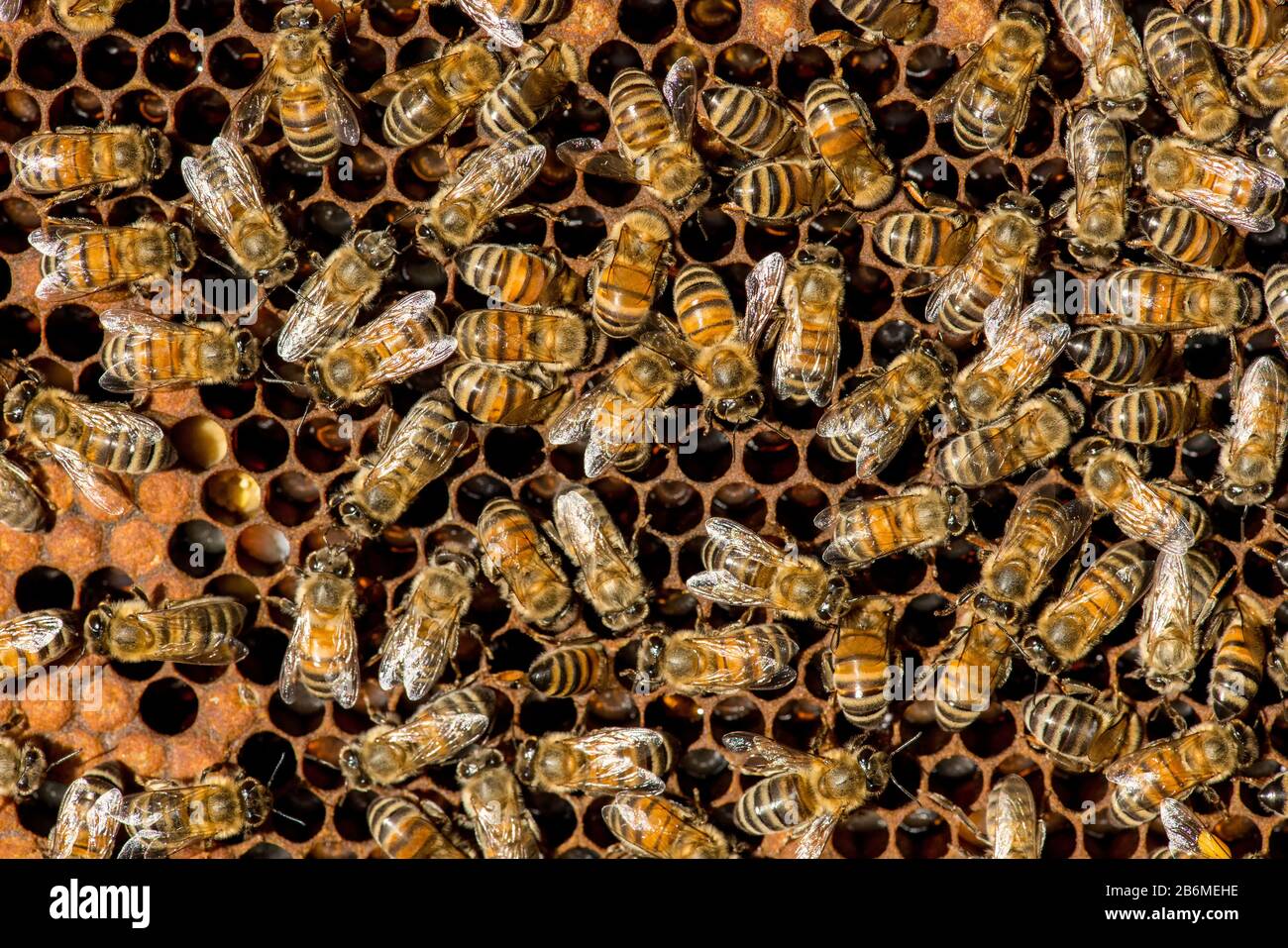 The queen bee swarm - selective focus Stock Photo - Alamy