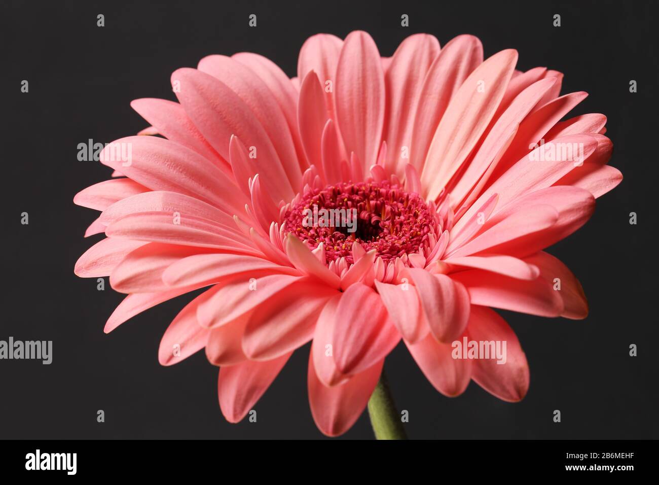 Gerbera flower detail hi-res stock photography and images - Alamy