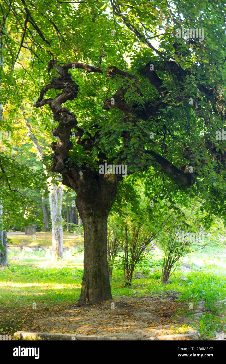Big green tree in the public park. Beautiful nature Stock Photo - Alamy