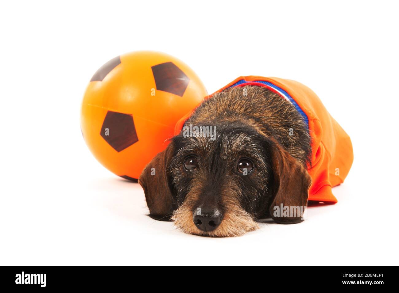 Wire haired dachshund as Dutch soccer sports fan with ball isolated ...