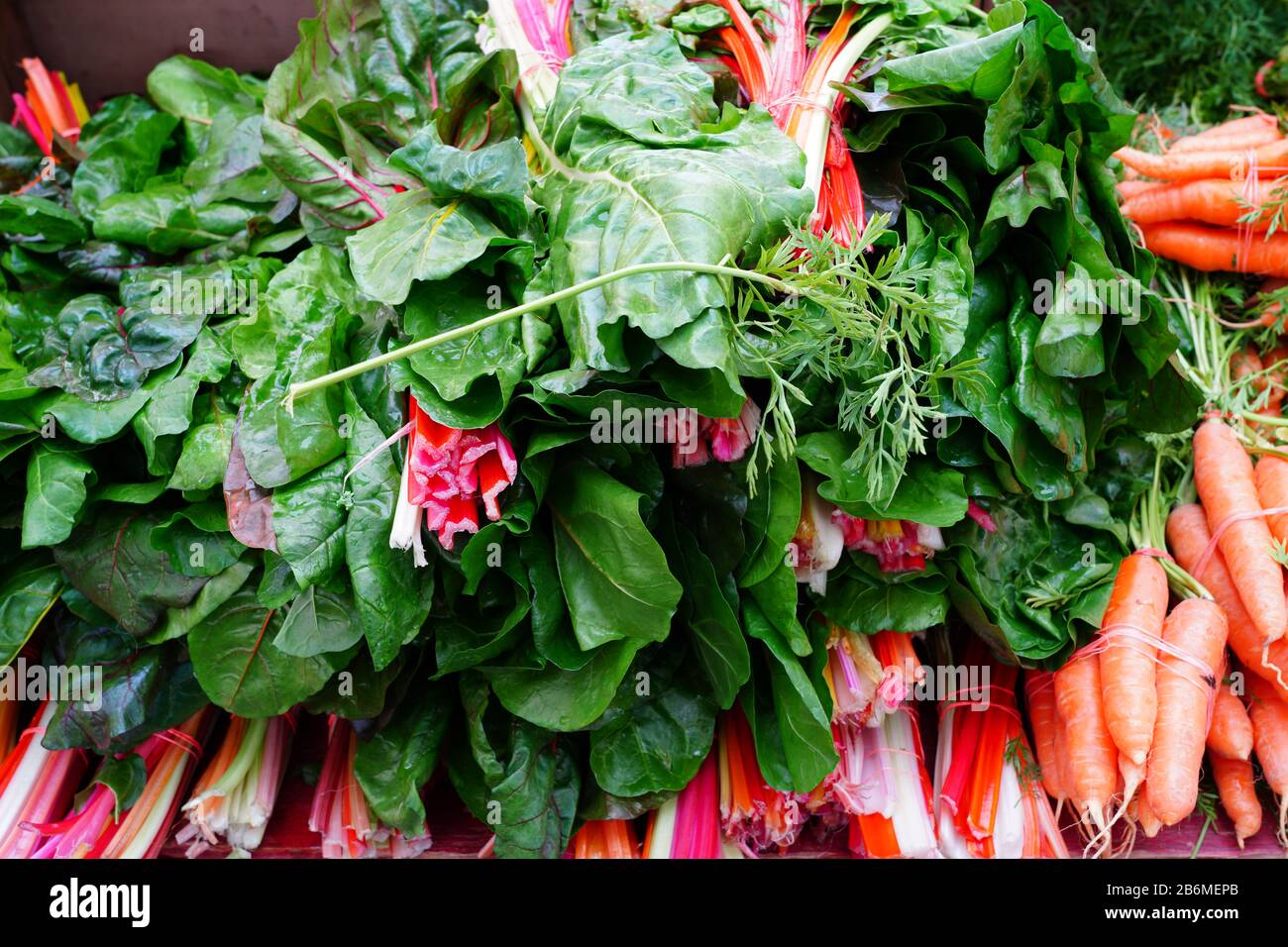 Bunches of rainbow Swiss chard with bright red and orange stalks and ...