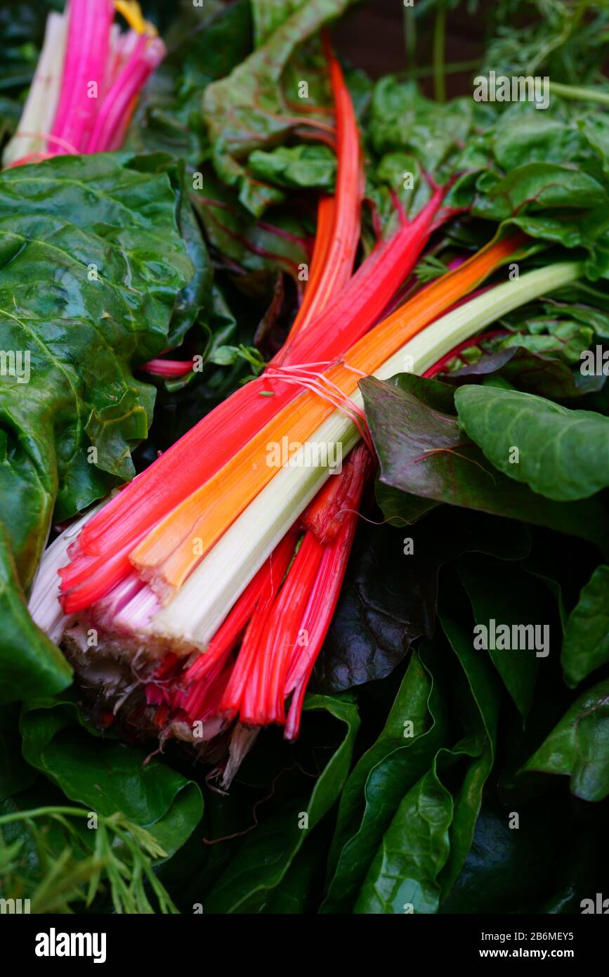 Bunches of rainbow Swiss chard with bright red and orange stalks and ...
