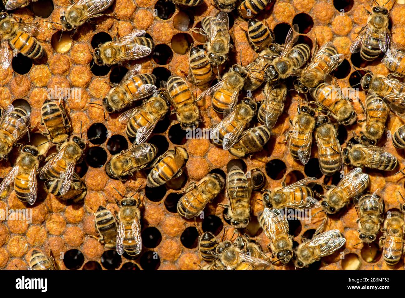Queen bee detail apiculture hi-res stock photography and images - Alamy