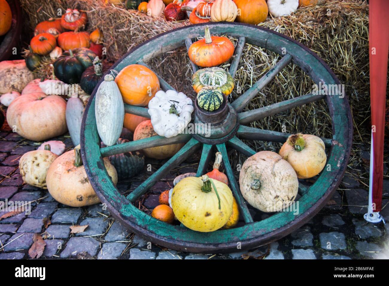 Giant autumn pumpkins at Thanksgiving Day Stock Photo - Alamy