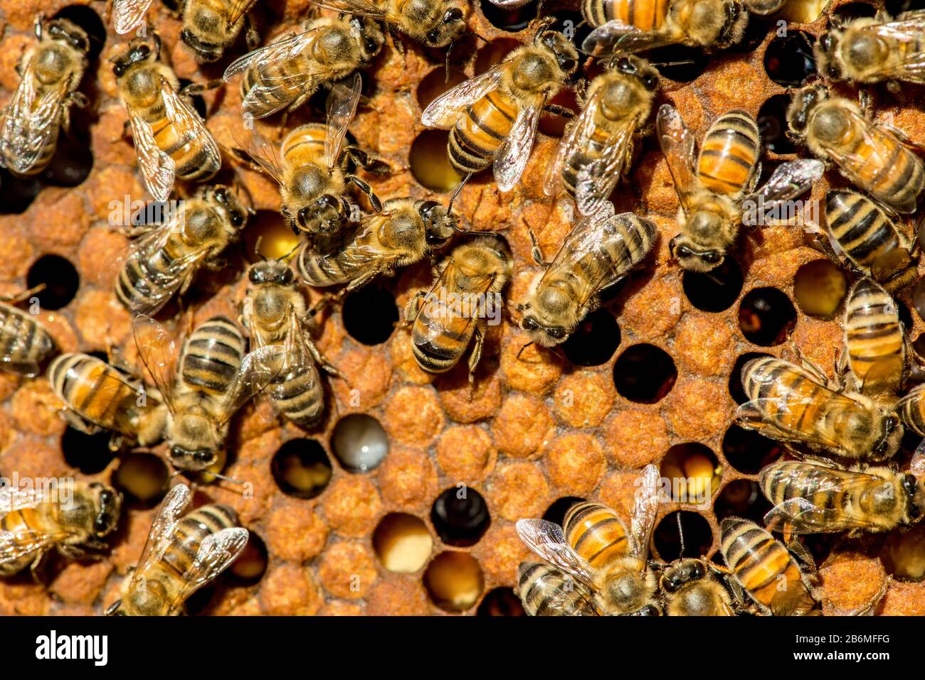 Queen bee detail apiculture hi-res stock photography and images - Alamy